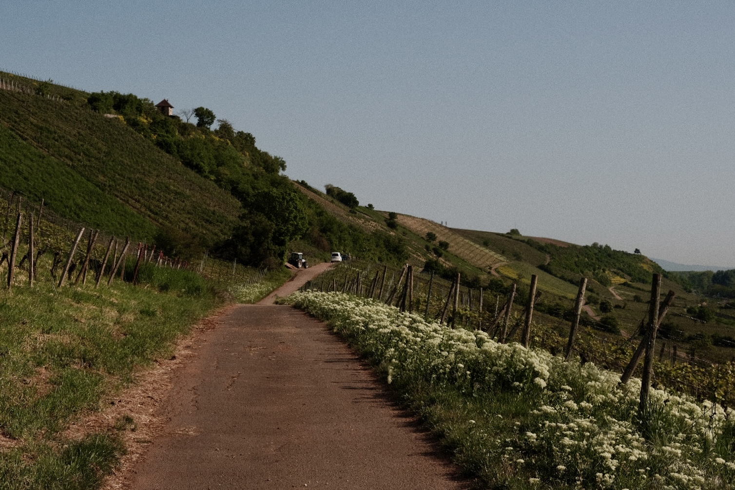 Roter Hang: A Journey Through the Riesling Paradise on the Rhein - The ...